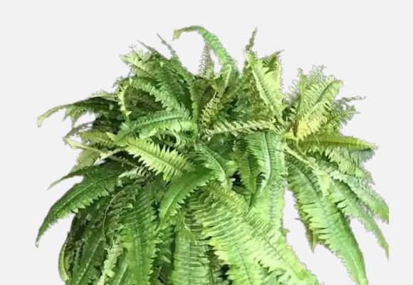 Artificial Ferns and Faux Ferns for Home or Office Silk Plants Canada