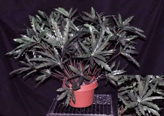 19 inch Artificial Silk Finger Aralia Plant for Home or Office
